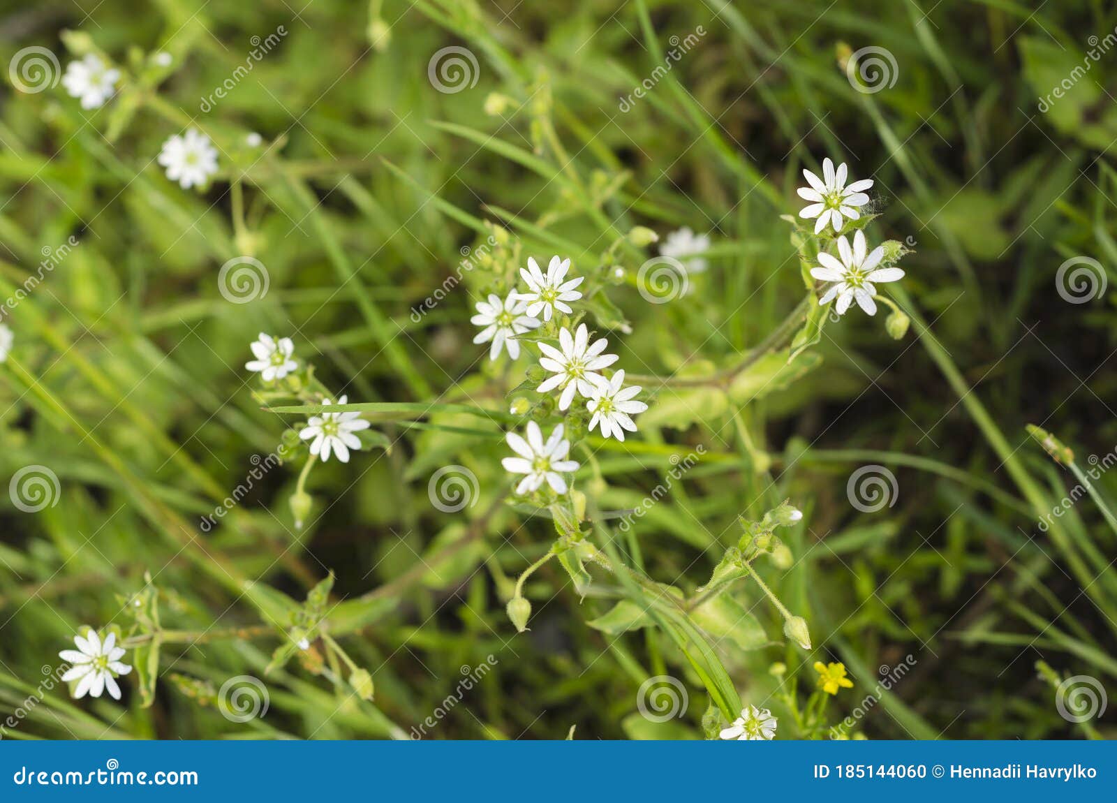 Small Flowers of White Color 3 Stock Photo - Image of decorative ...