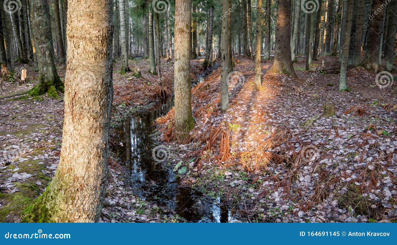 Small Flowing Stream in the Middle of the Forest Stock Image - Image of ...