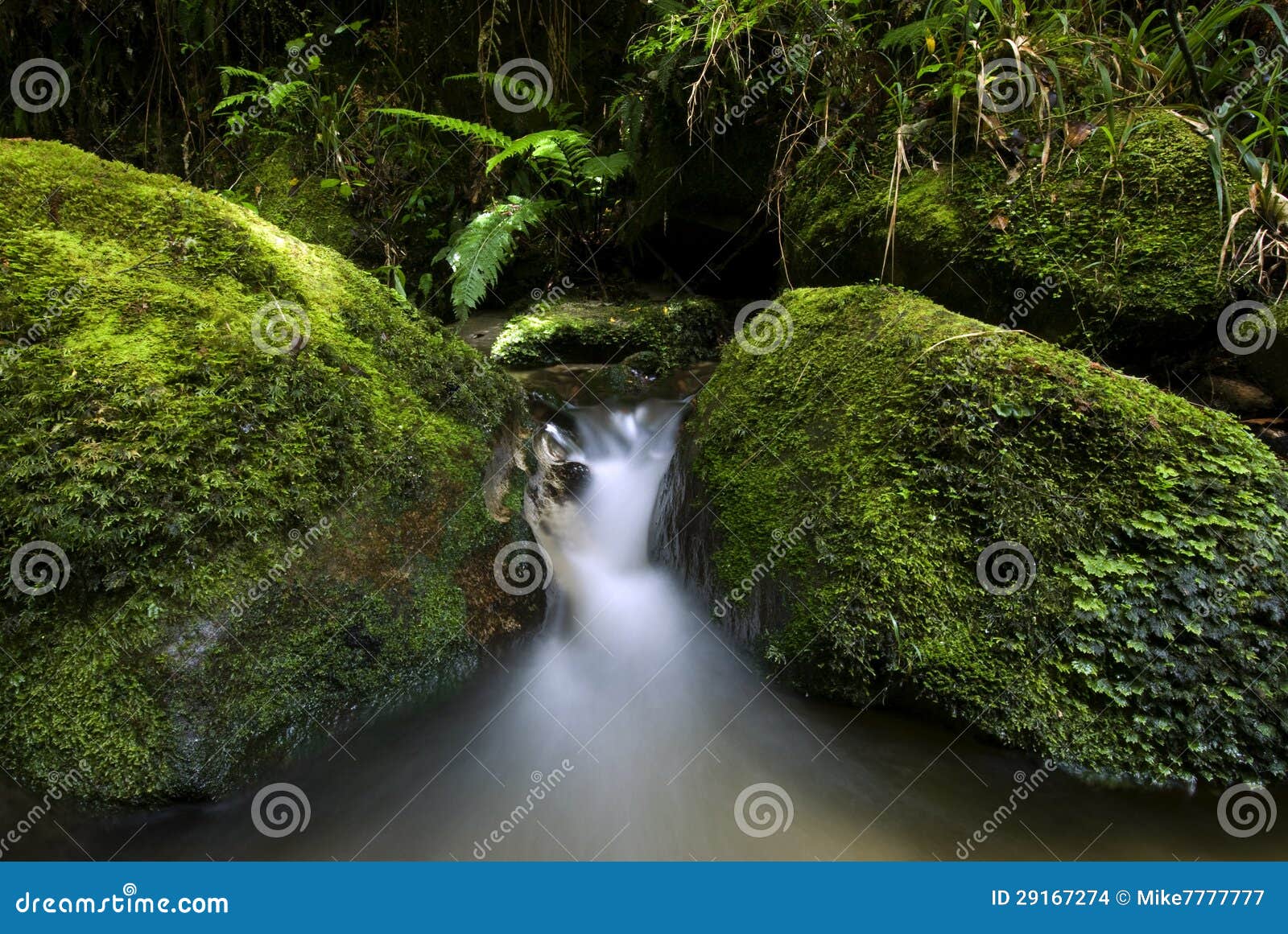 Small Flowing Stream, New Zealand Stock Photo - Image of fern ...
