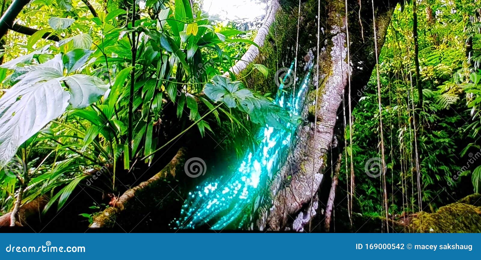 A Small Flowing Stream in the Tropical Rainforest Stock Photo - Image ...