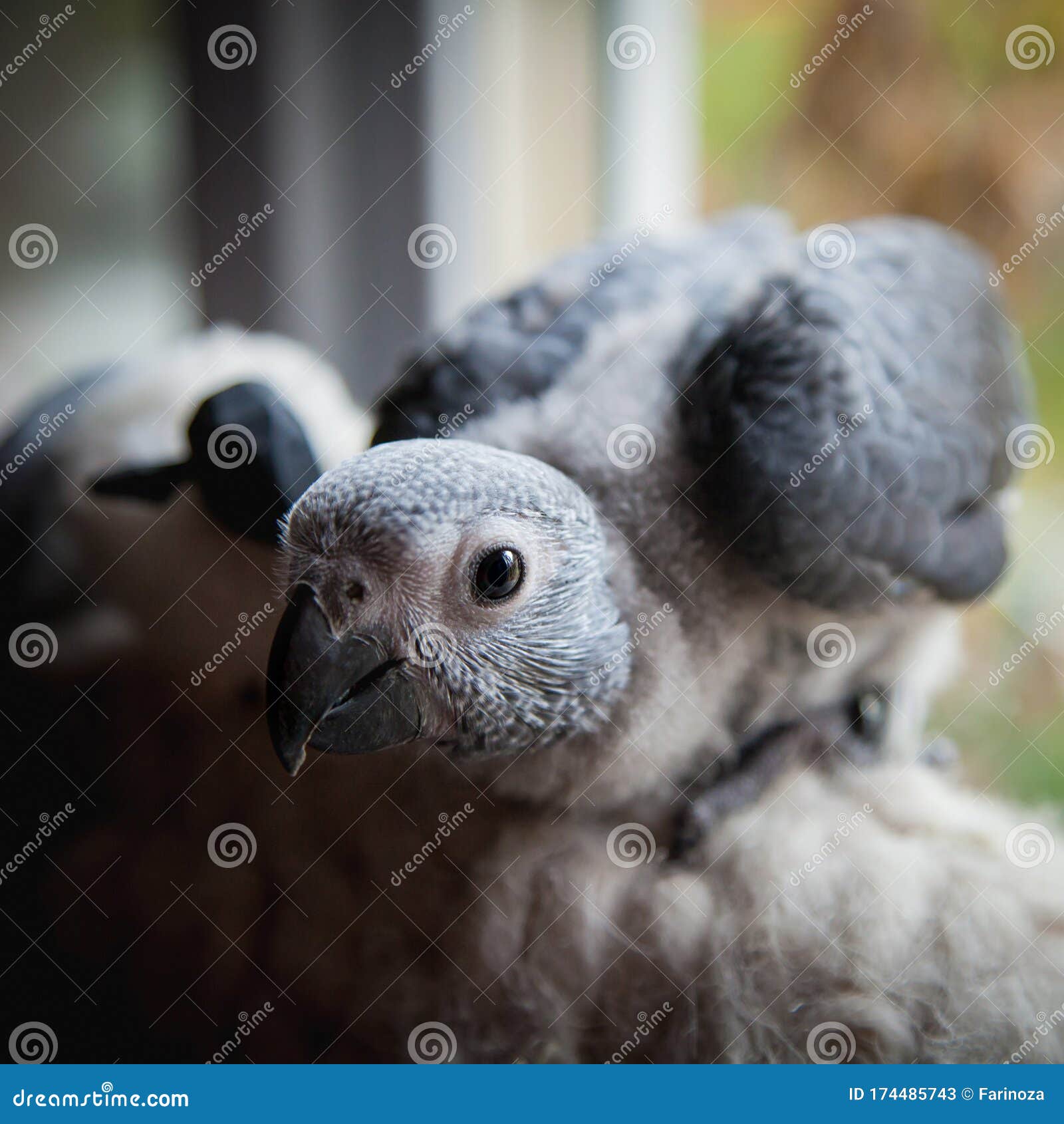 Small African Grey Parrot Baby in Front of Window Stock Image - Image ...