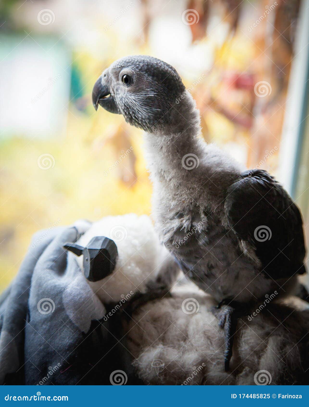 Small African Grey Parrot Baby in Front of Window Stock Image - Image ...