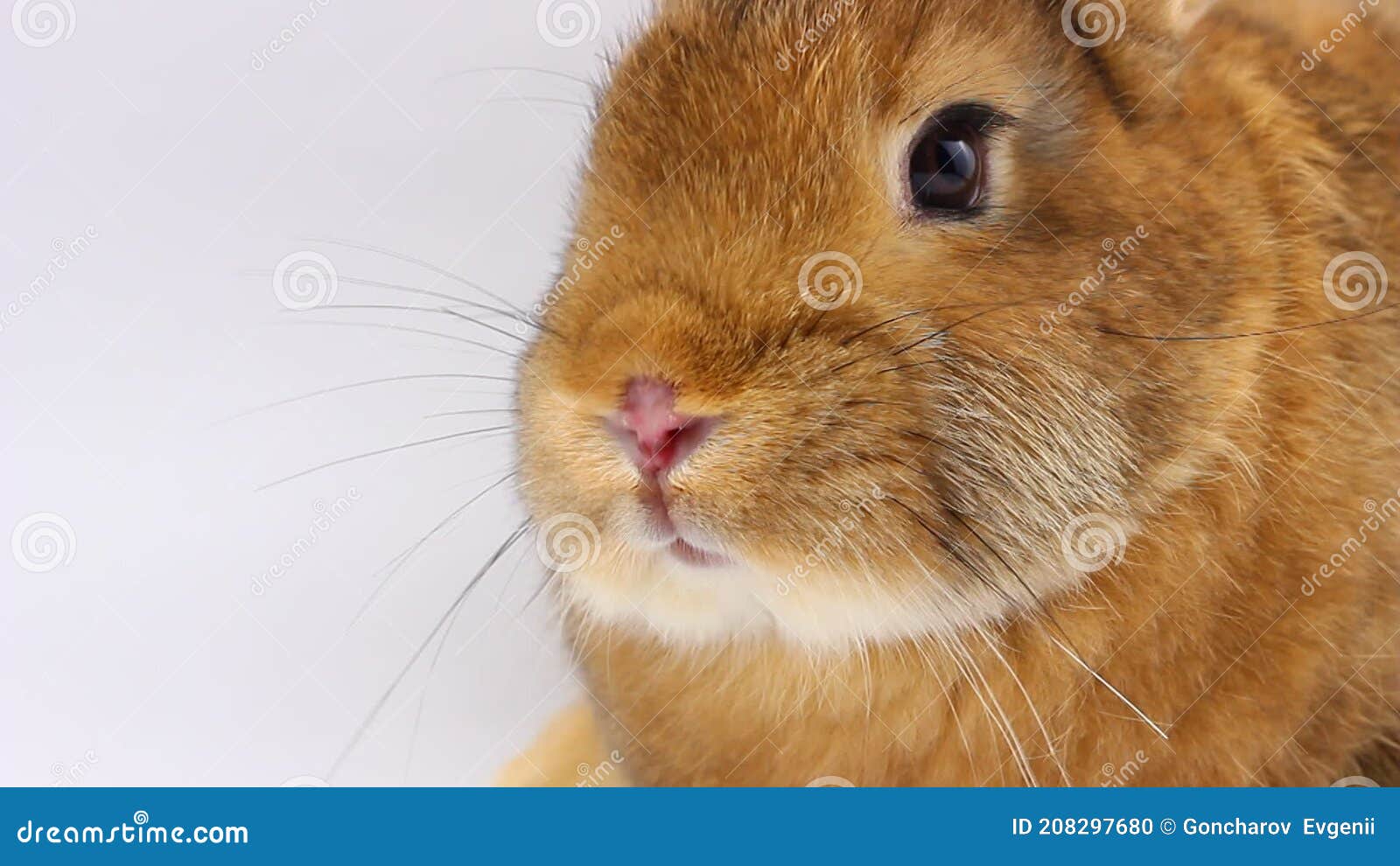 A Small Fluffy Brown Rabbit with a Large Mustache Wiggles Its Nose ...