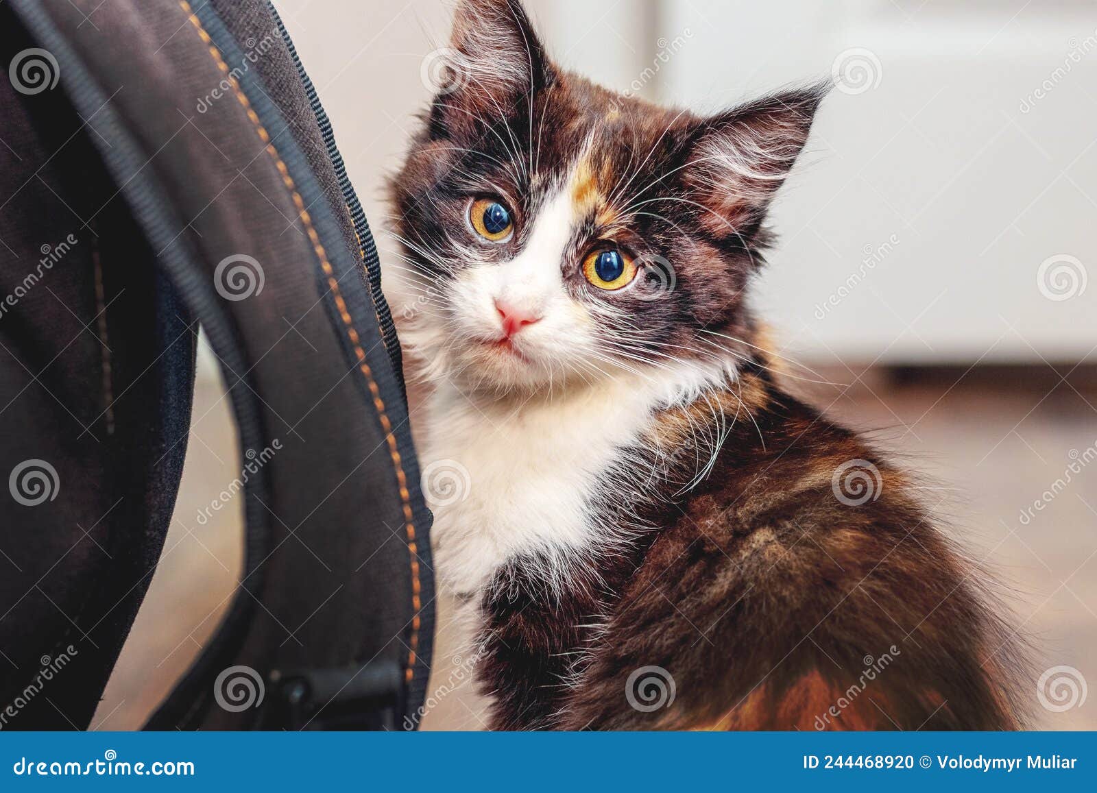 A Small Fluffy Cat with a Sad Look Sits Near the Backpack Stock Photo ...