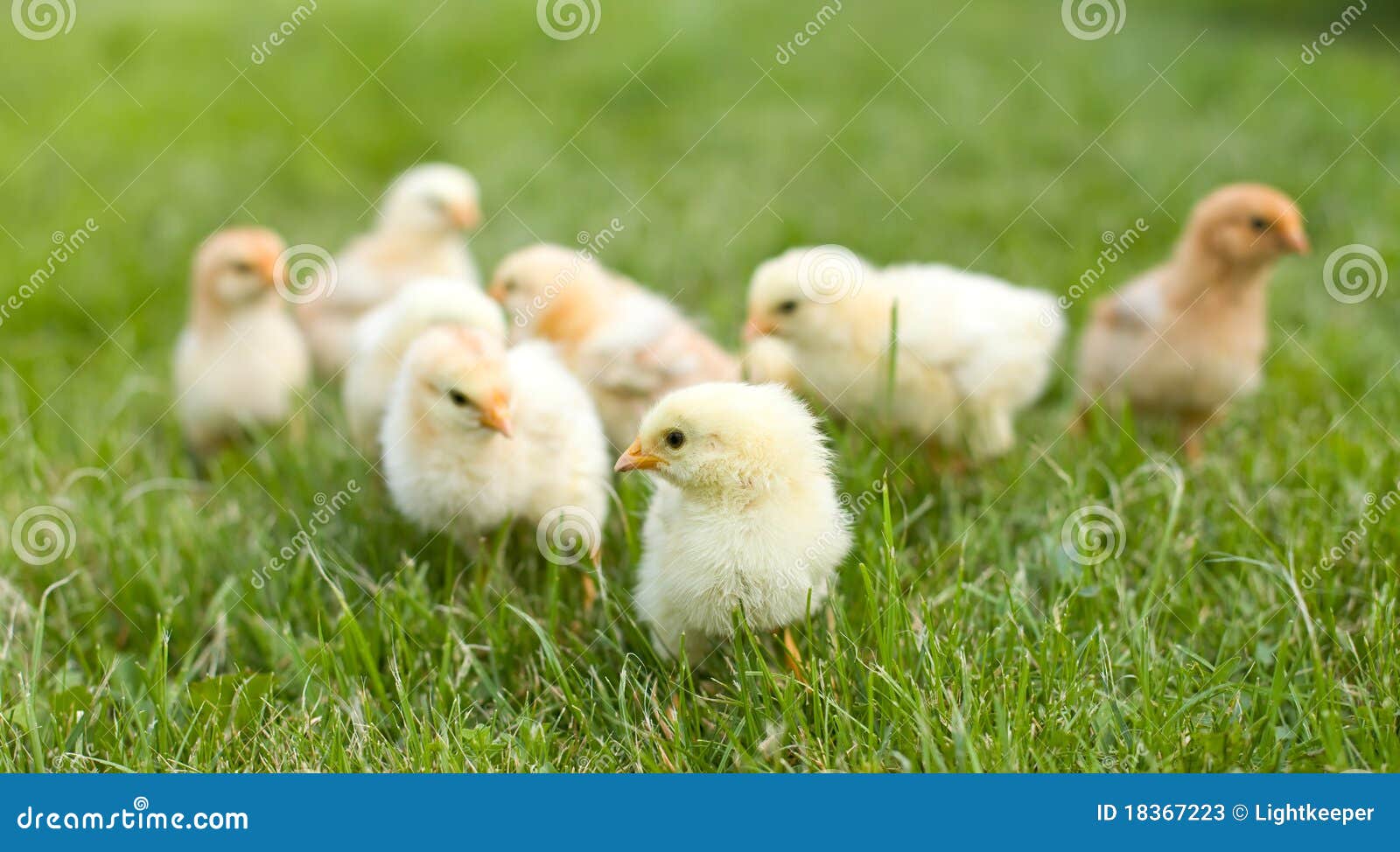 Small Fluffy Chickens in the Grass Stock Image - Image of lots, cute ...
