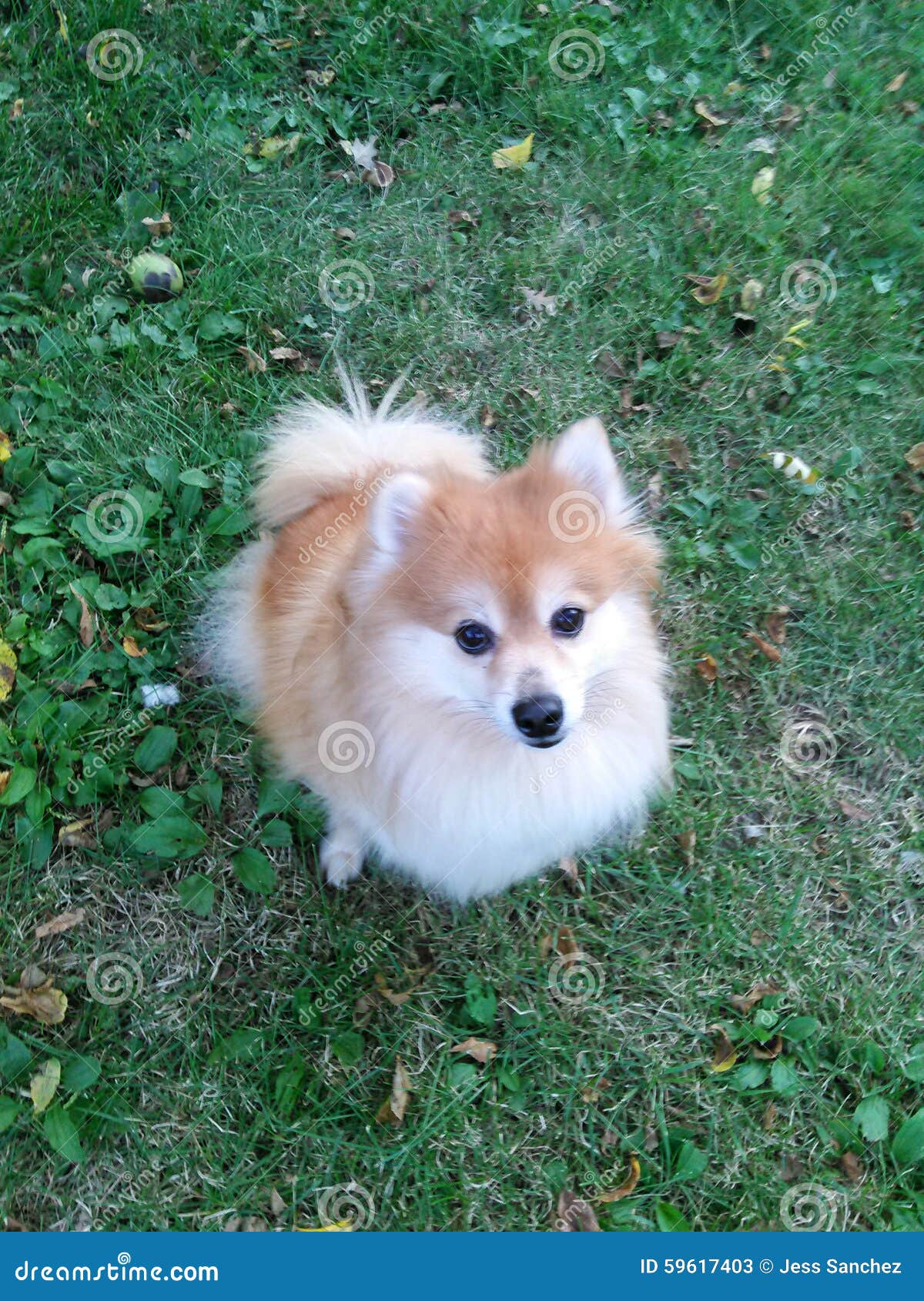 Small fluffy dog stock image. Image of small, outdoor - 59617403