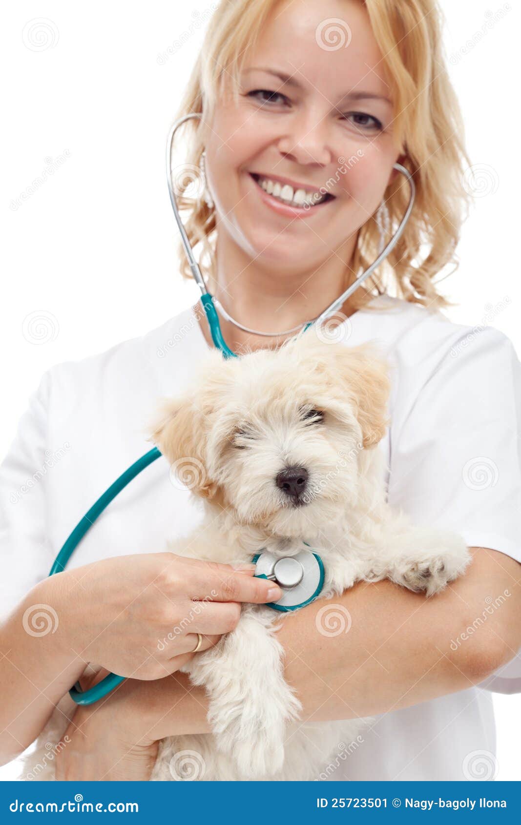 Small Fluffy Dog at the Vet Stock Image - Image of health, care: 25723501