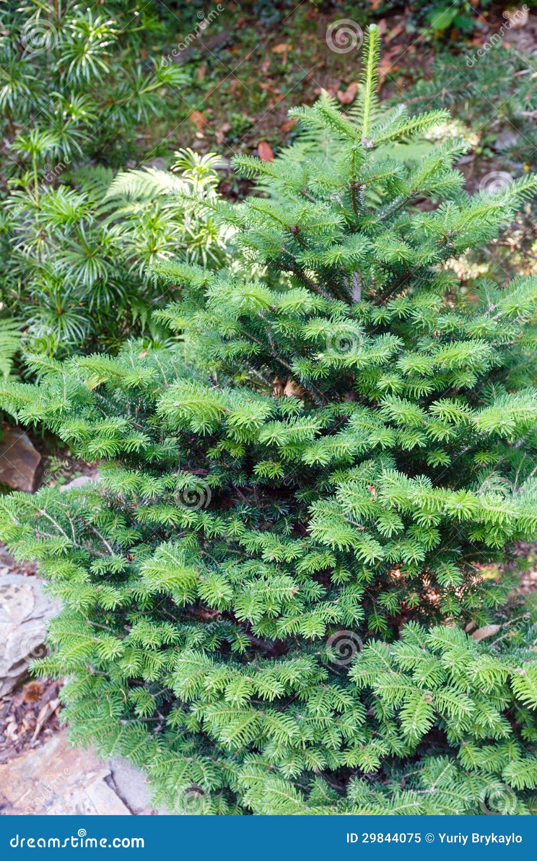 Small Fluffy Green Fir Tree. Stock Image - Image of nature, botany ...