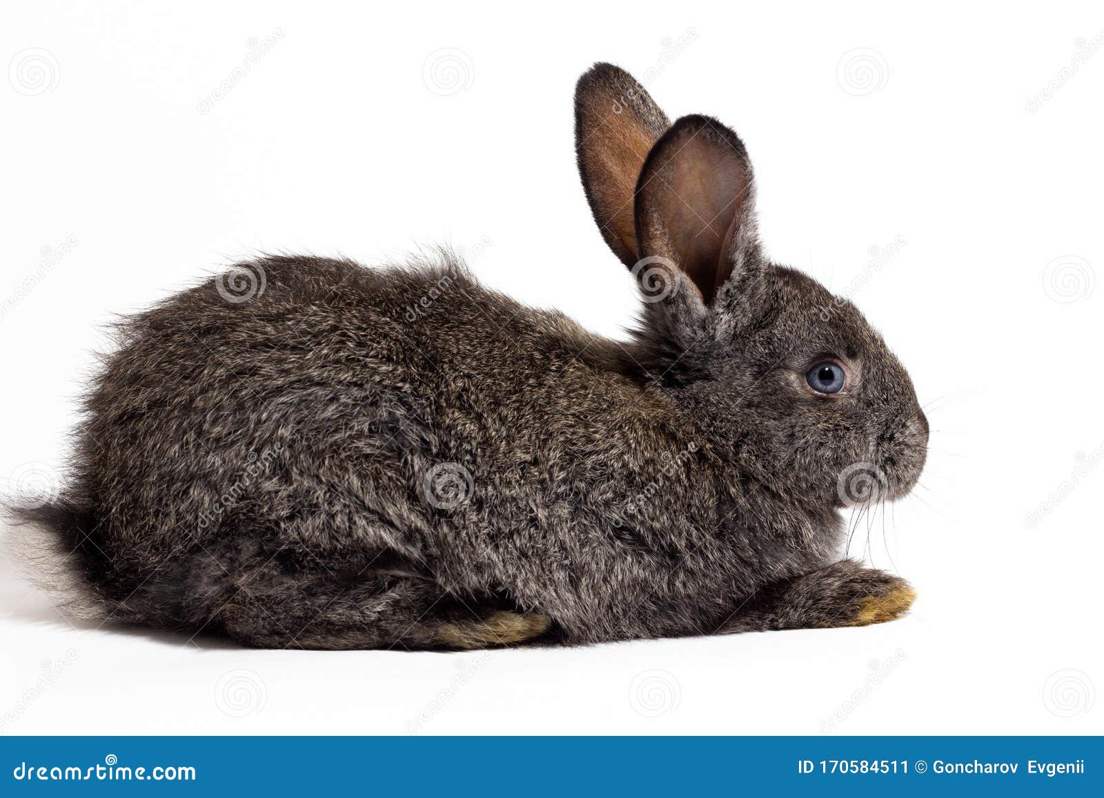 Small Fluffy Grey Rabbit Isolated on White Background, Easter Bunny ...