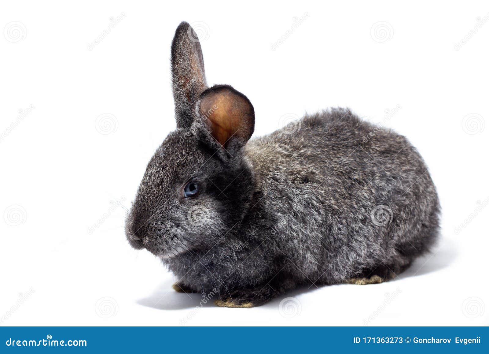 Small Fluffy Grey Rabbit Isolated on White Background, Easter Bunny ...