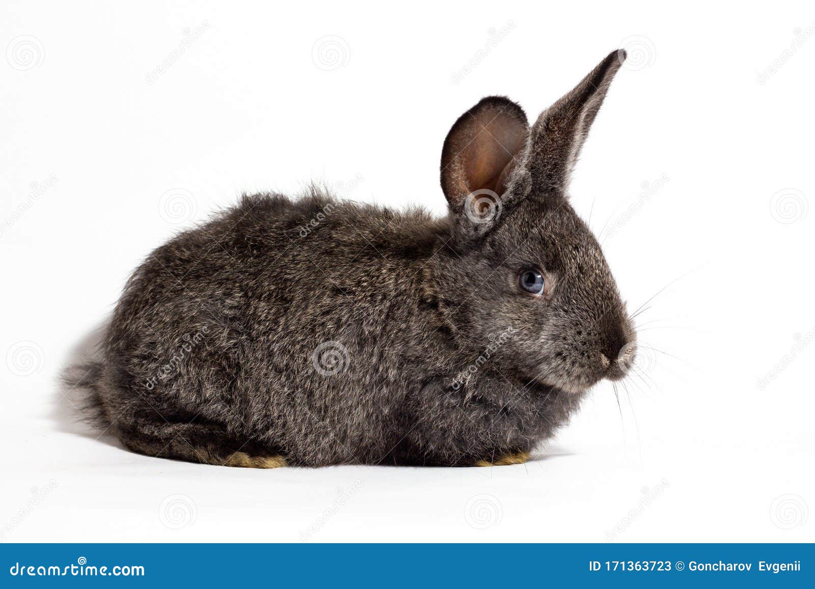 Small Fluffy Grey Rabbit Isolated on White Background, Easter Bunny ...