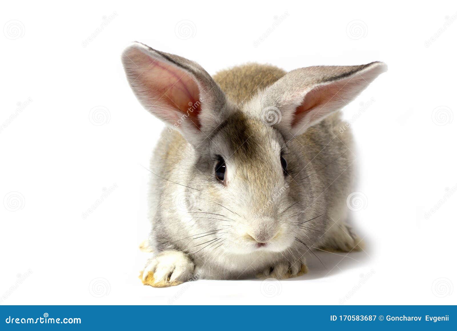 A Small Fluffy Grey Rabbit Isolated on a White Background. Easter Bunny ...
