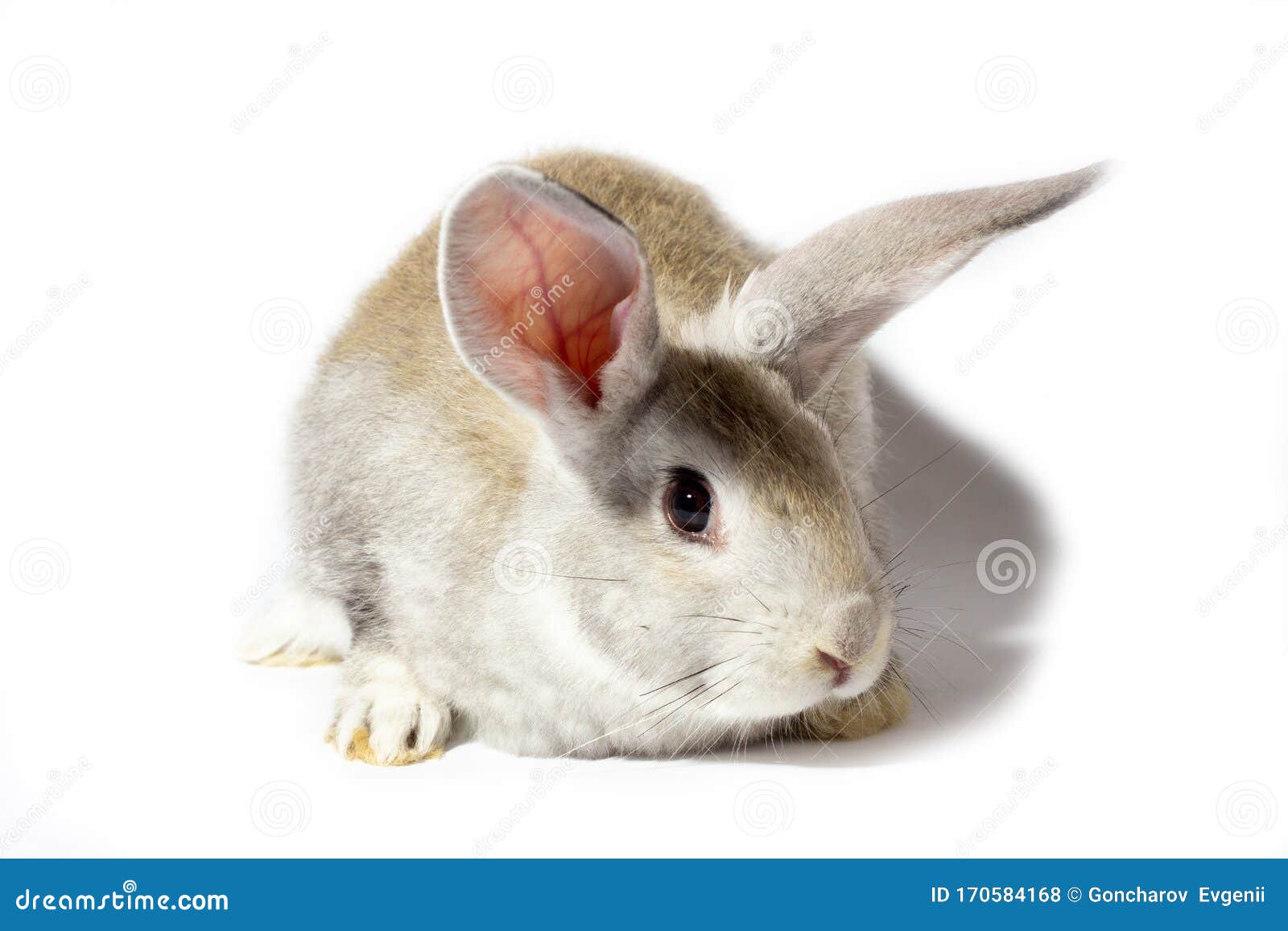 A Small Fluffy Grey Rabbit Isolated on a White Background. Easter Bunny ...