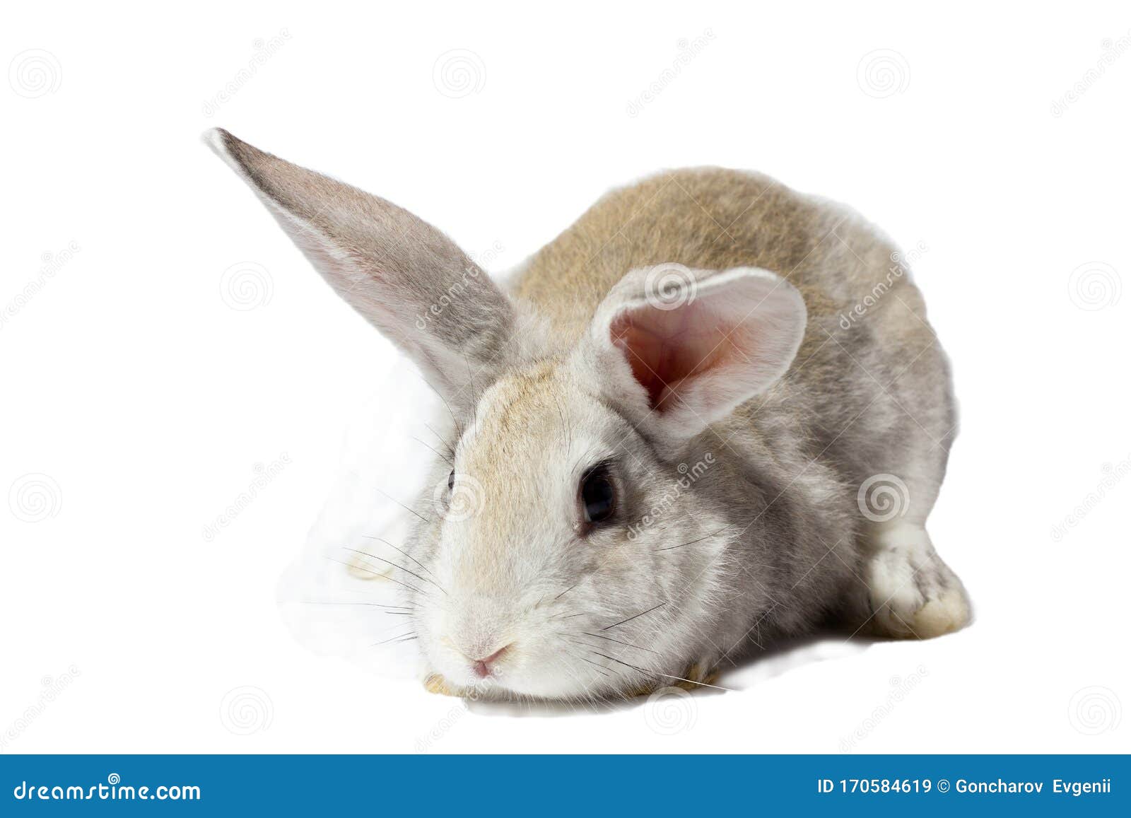 A Small Fluffy Grey Rabbit Isolated on a White Background. Easter Bunny ...