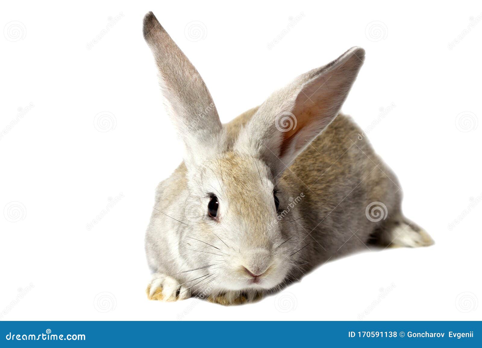 A Small Fluffy Grey Rabbit Isolated on a White Background. Easter Bunny ...