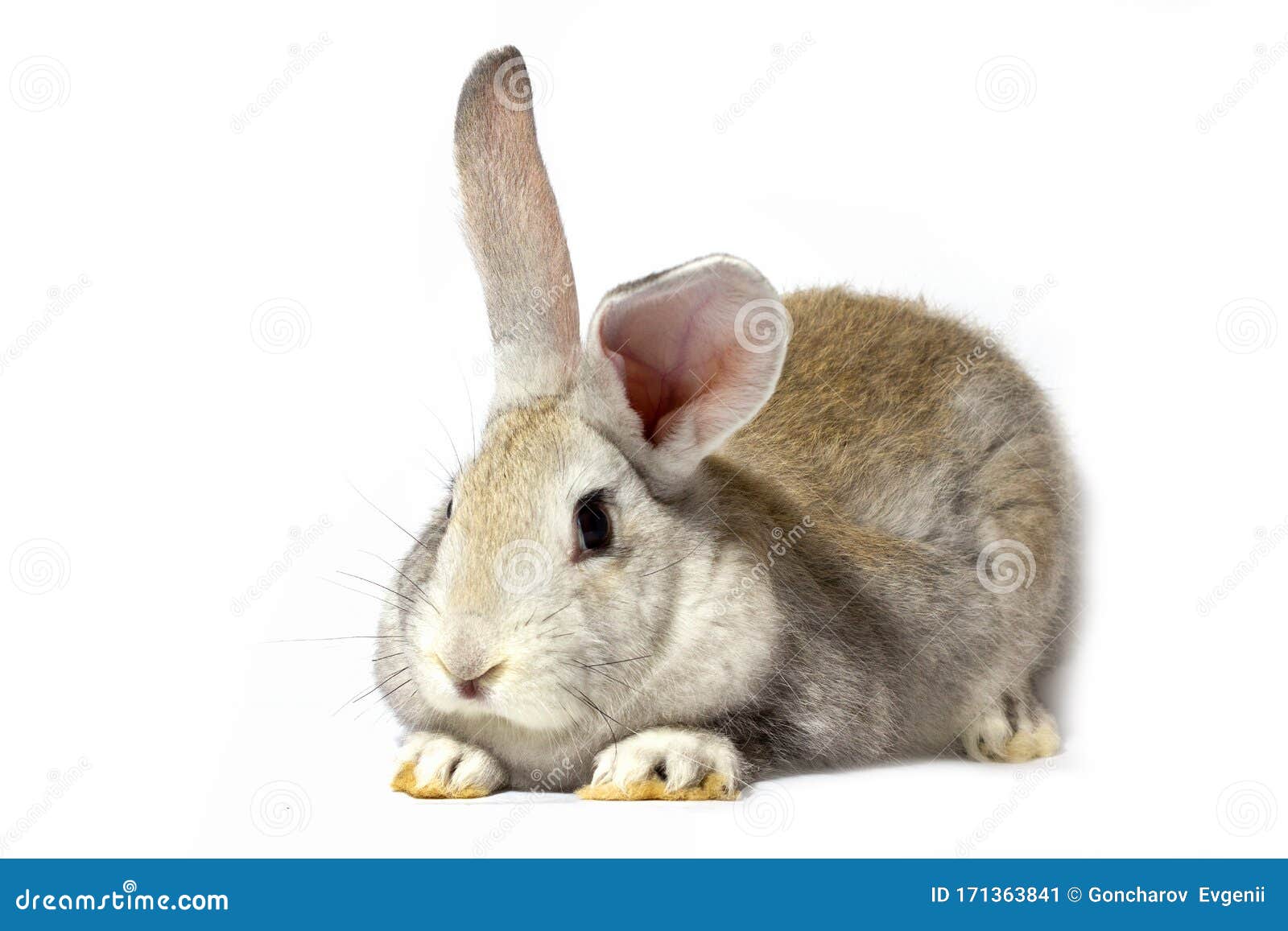 A Small Fluffy Grey Rabbit Isolated on a White Background. Easter Bunny ...