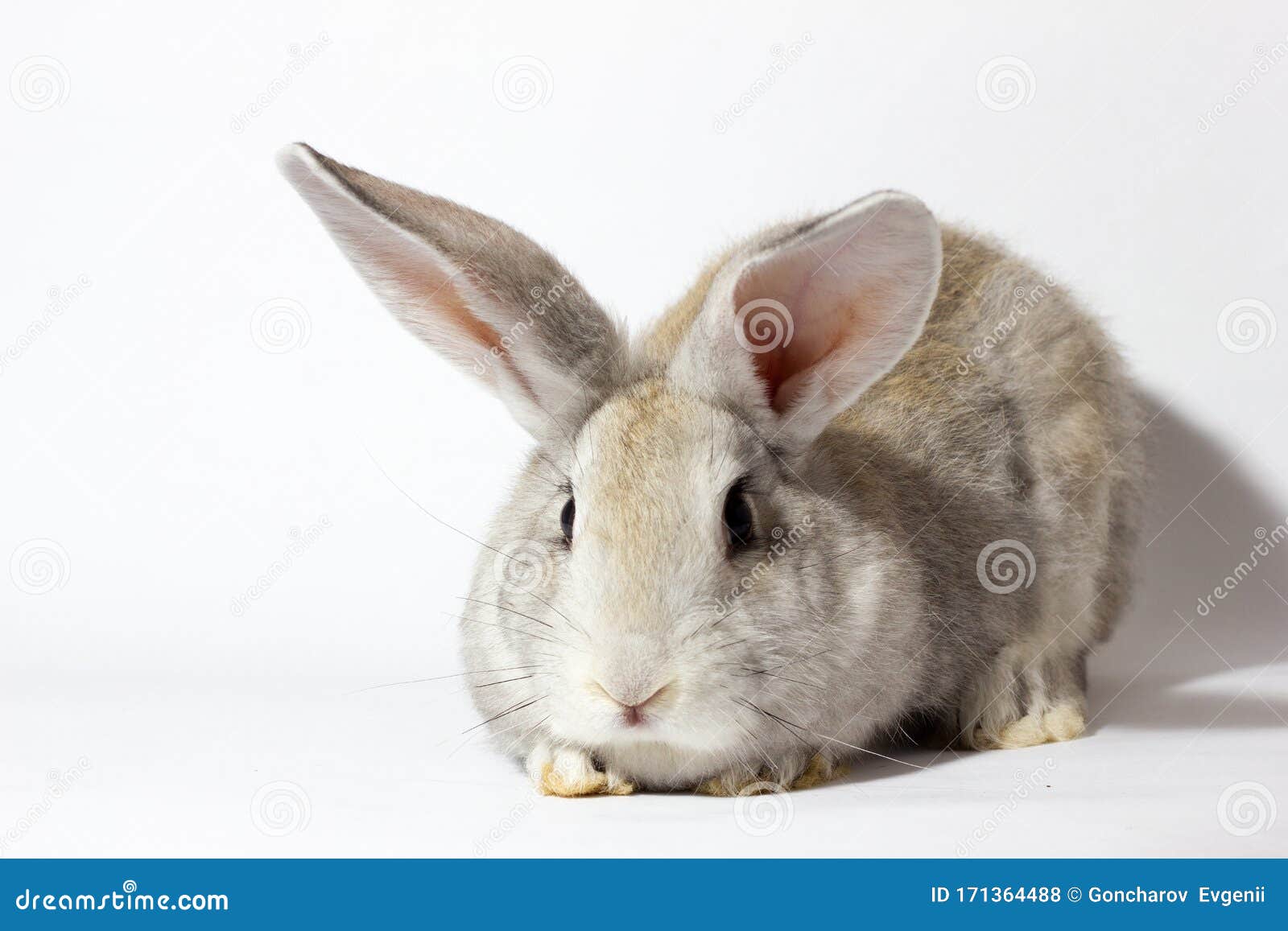 A Small Fluffy Grey Rabbit Isolated on a White Background. Easter Bunny ...