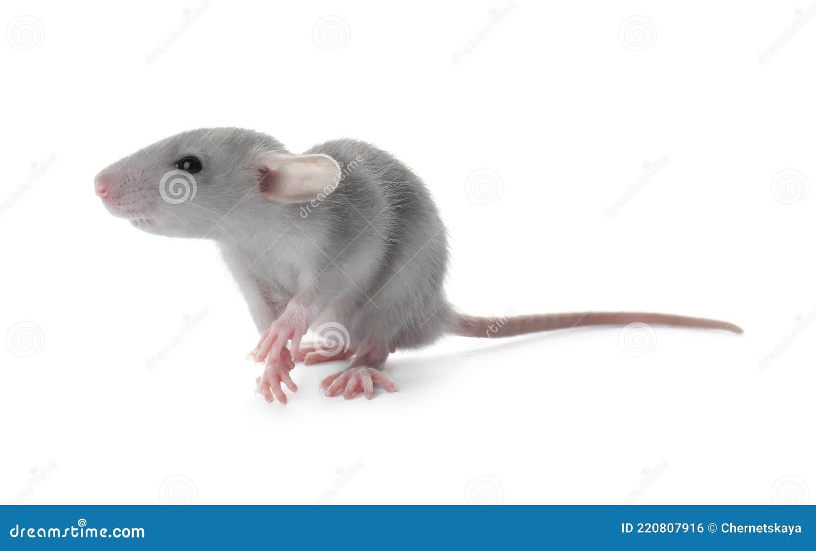 Small Fluffy Grey Rat on White Background Stock Photo - Image of cute ...