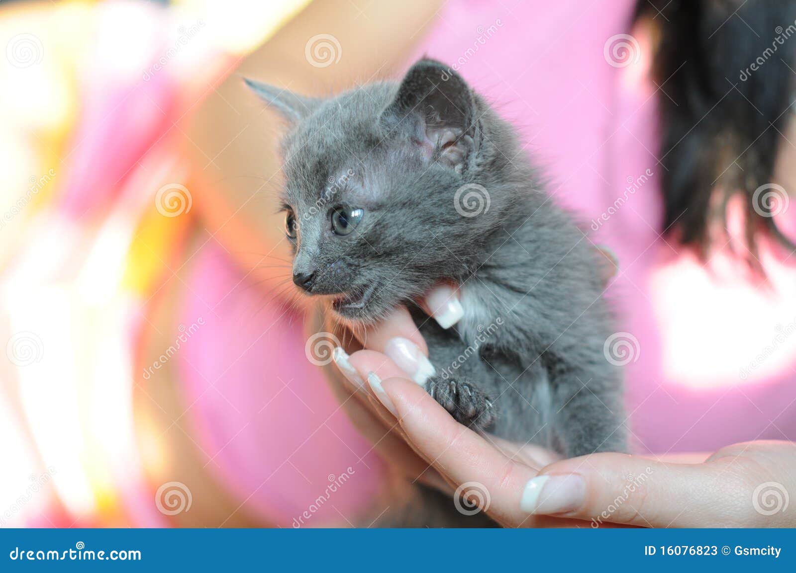 Small Fluffy Kitten on Hands Stock Image - Image of fluffy, attractive ...