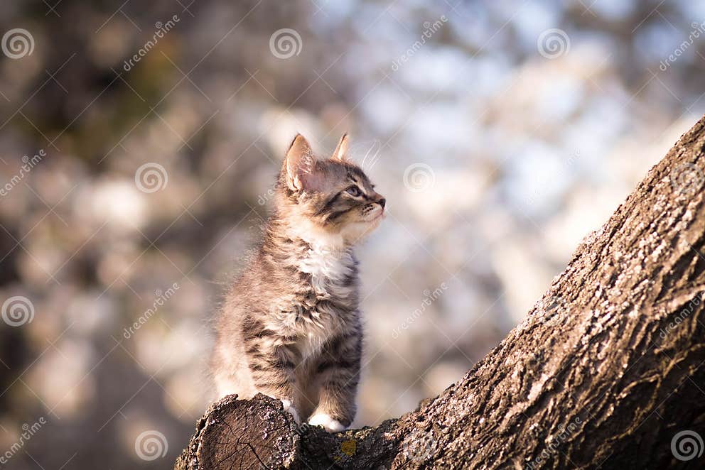 Small Fluffy Kitten on a Tree Stock Image - Image of hunting, animal ...