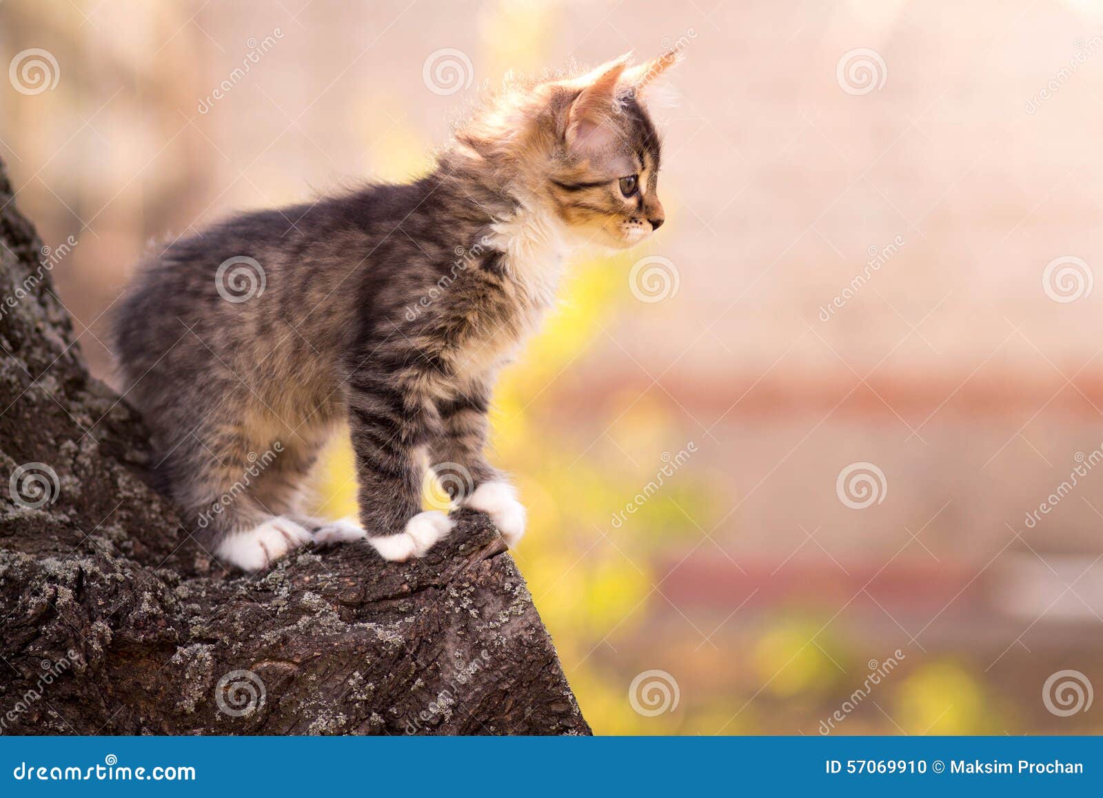 Small Fluffy Kitten on a Tree Stock Photo - Image of beautiful, walking ...