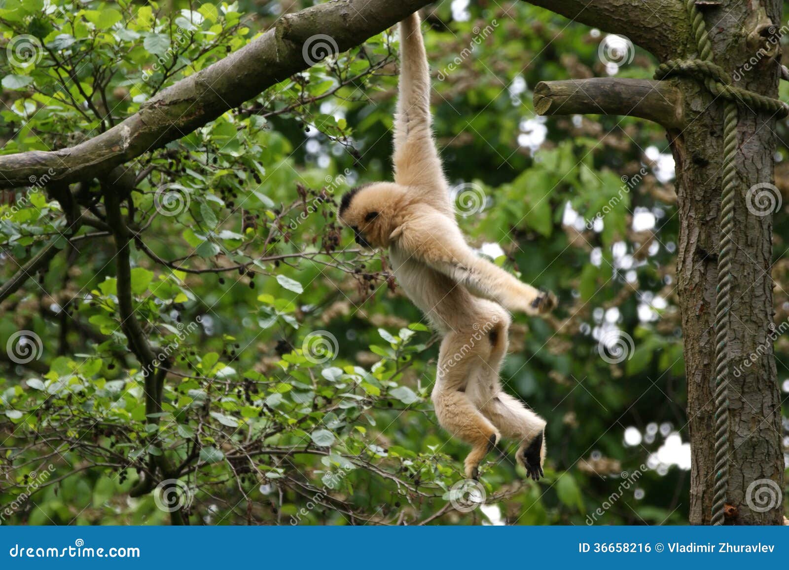 Small fluffy monkey stock photo. Image of hair, cute - 36658216
