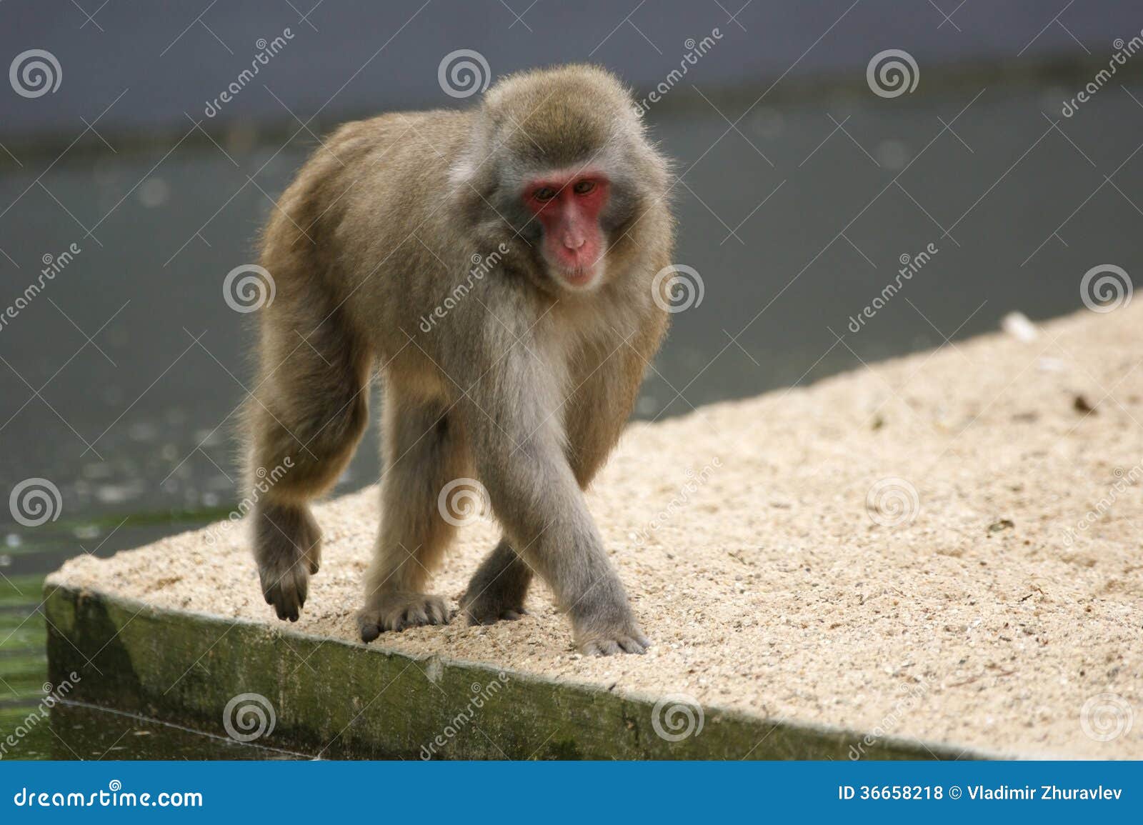 Small fluffy monkey stock photo. Image of grass, human - 36658218