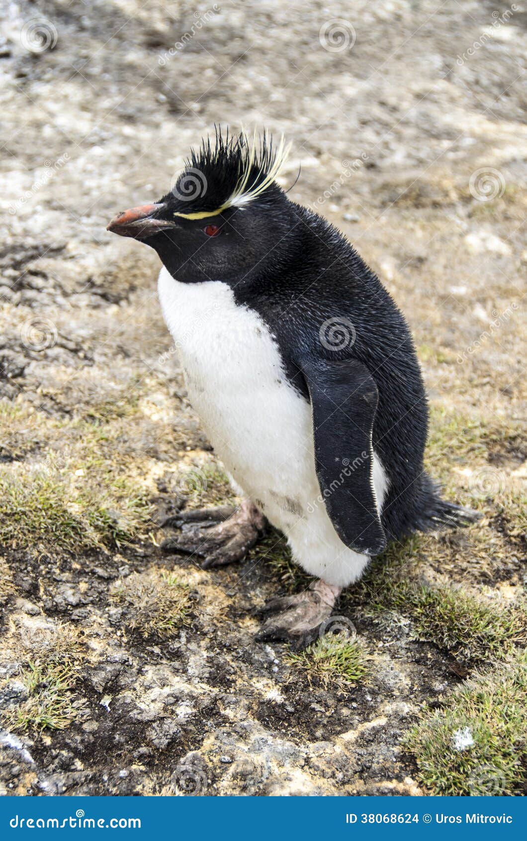 SMALL FLUFFY PENGUIN stock photo. Image of chick, beak - 38068624