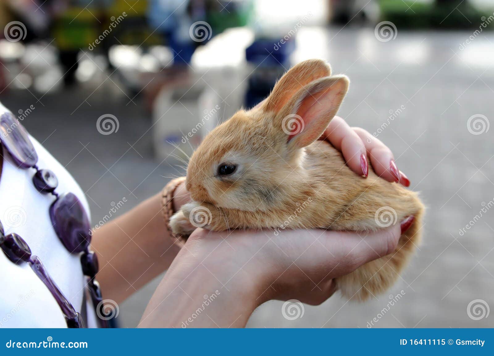 Weak Rabbit Stock Photos - Free & Royalty-Free Stock Photos from Dreamstime
