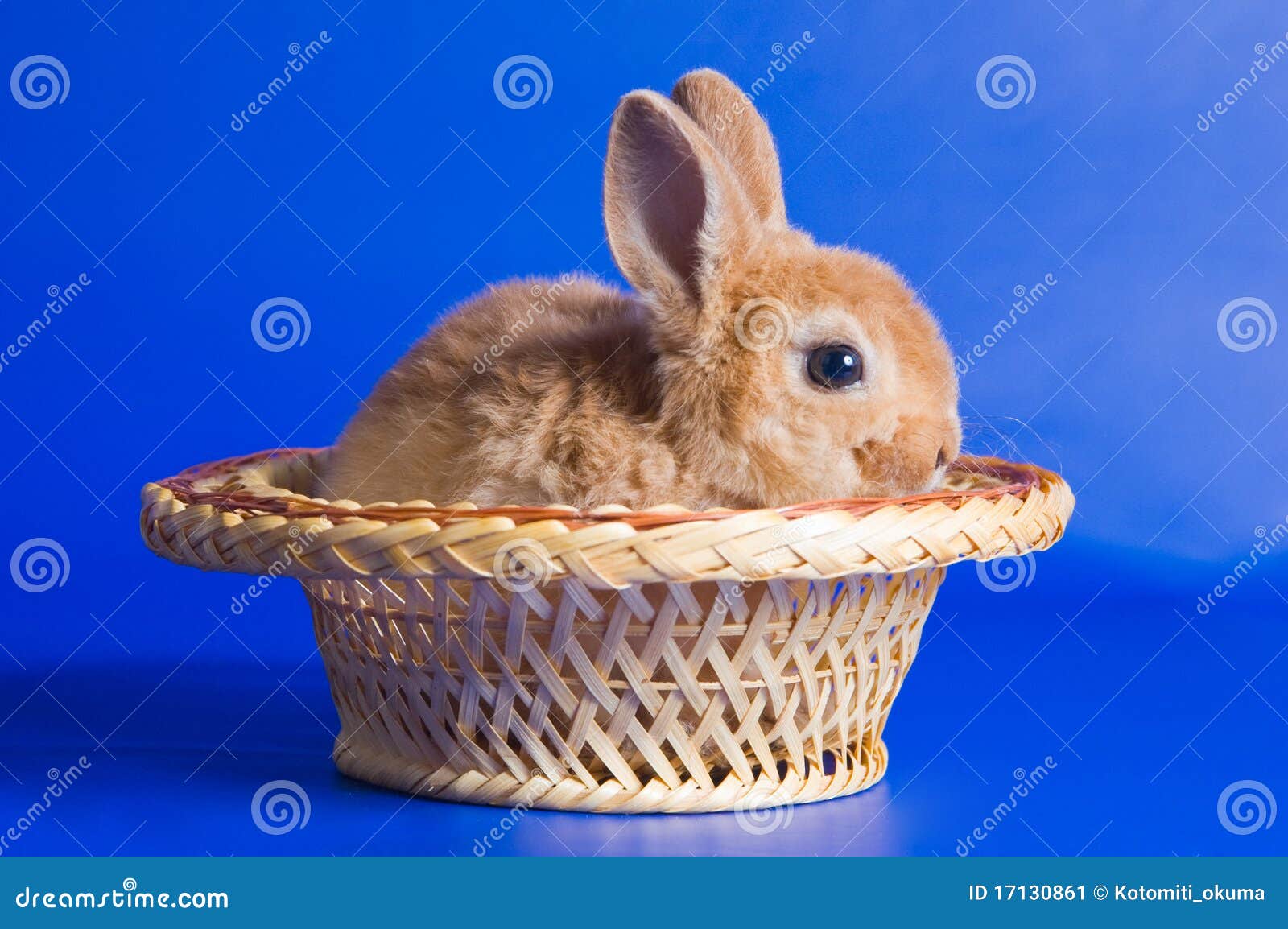 Small fluffy rabbit stock image. Image of tame, color - 17130861