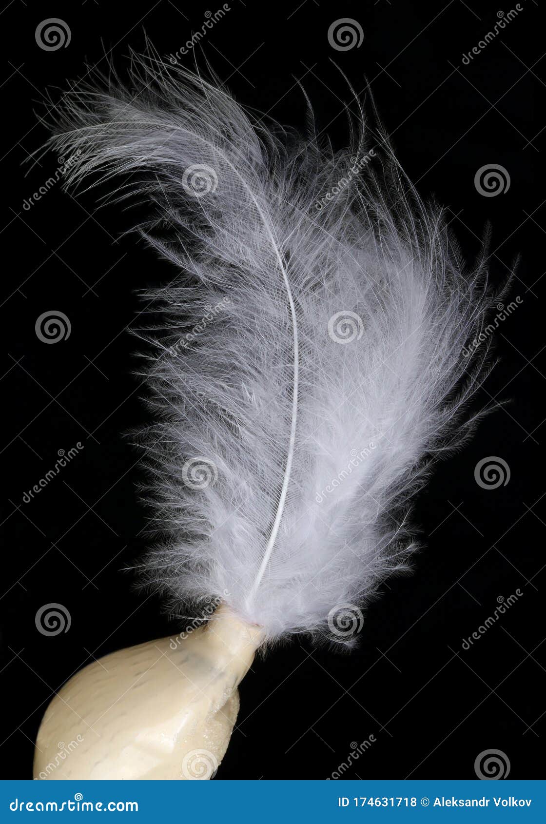 A Small Fluffy Snowy White Exotic Bird Feathers Isolated on Black Macro ...