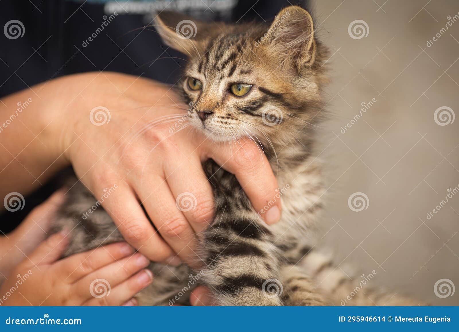 Small Fluffy Tabby Cat in the Arms, Small Cat in the Arms Stock Photo ...