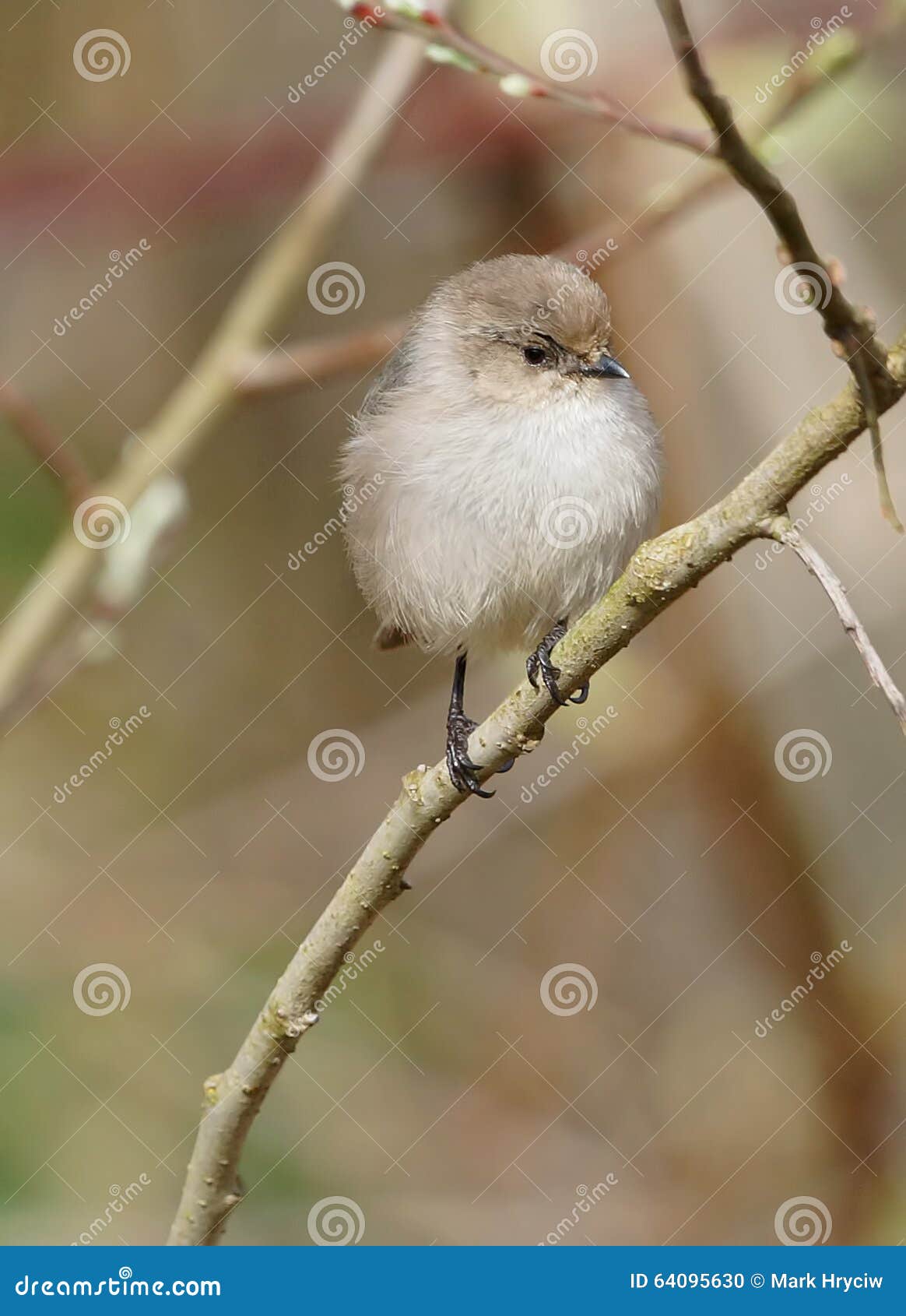 Small Fluffy Wild Bird stock photo. Image of small, fluffy - 64095630