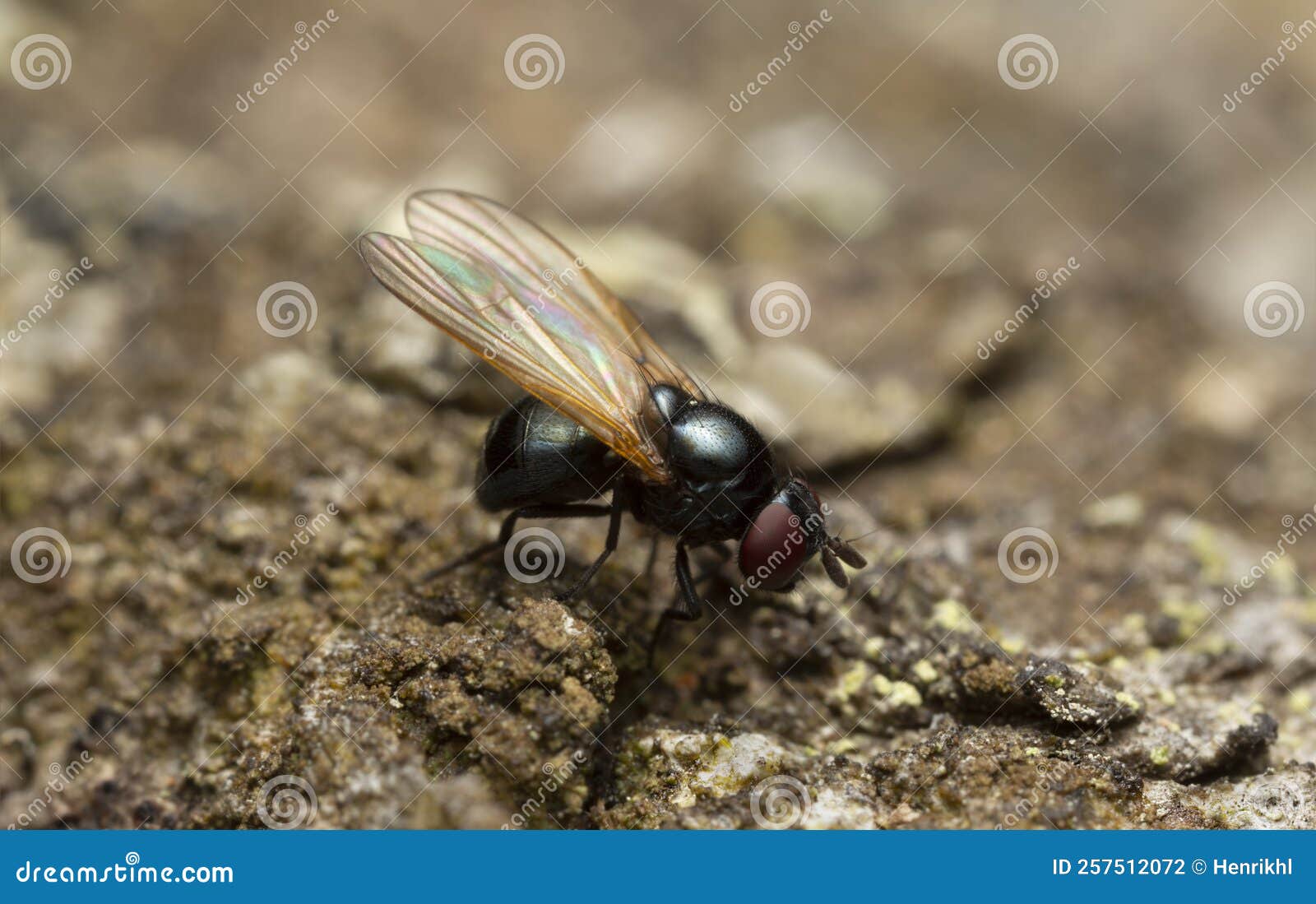 Small Fly on Bark, Extreme Closeup Stock Photo - Image of arthropod ...