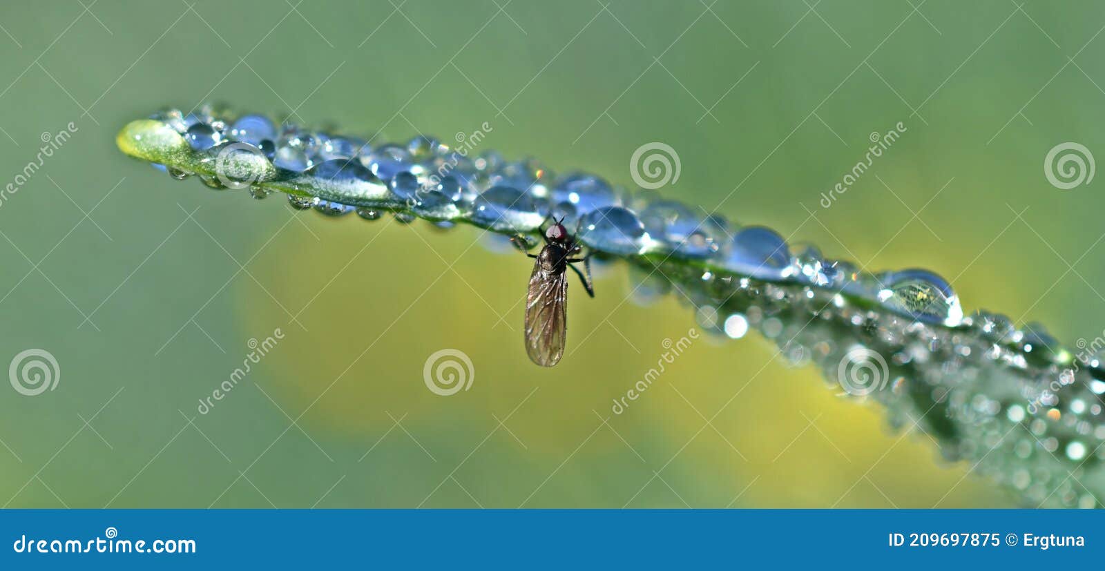 A Small Fly Drinking the Dew Drops on a Blade of Grass Stock Image ...