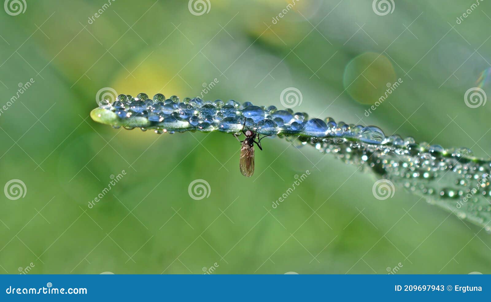 A Small Fly Drinking the Dew Drops on a Blade of Grass Stock Image ...