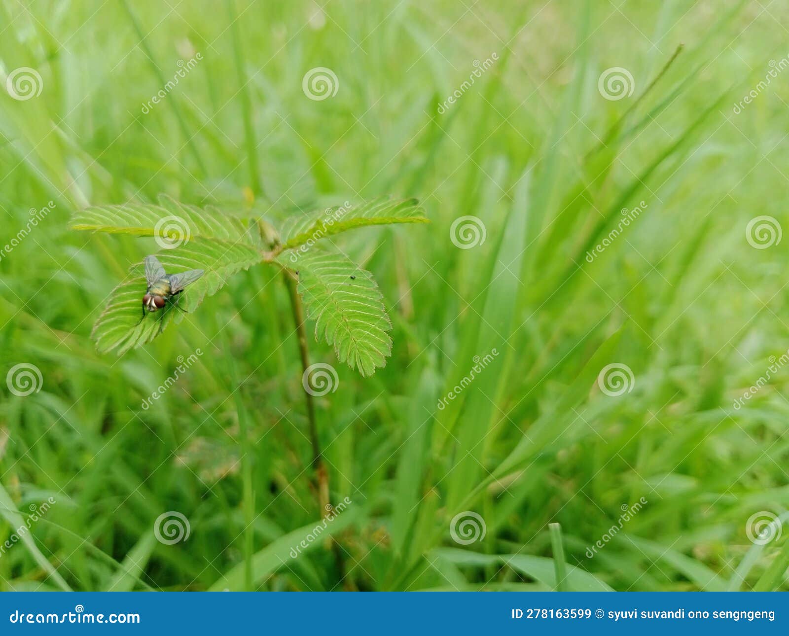 A Small Fly on the Green and Beautiful Grass Stock Image - Image of ...