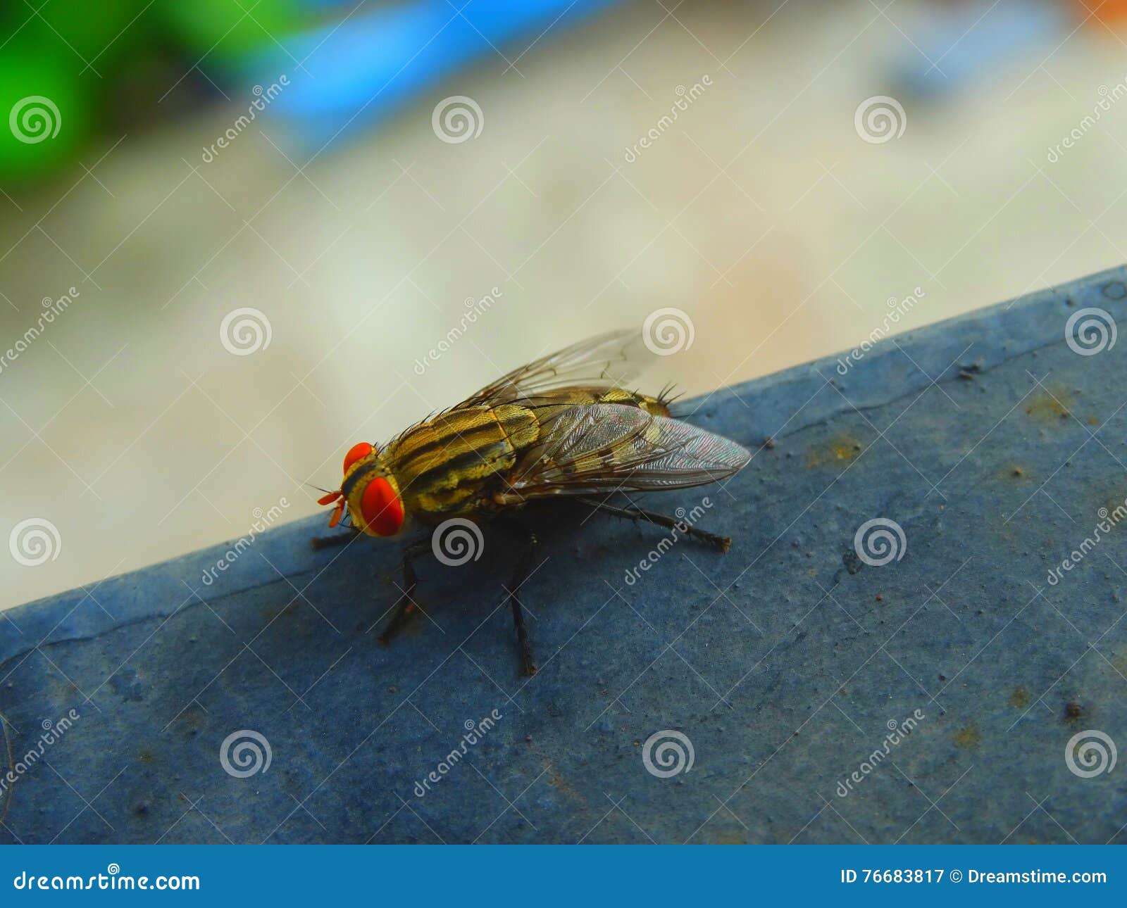 Small fly insect stock image. Image of close, outdoor - 76683817