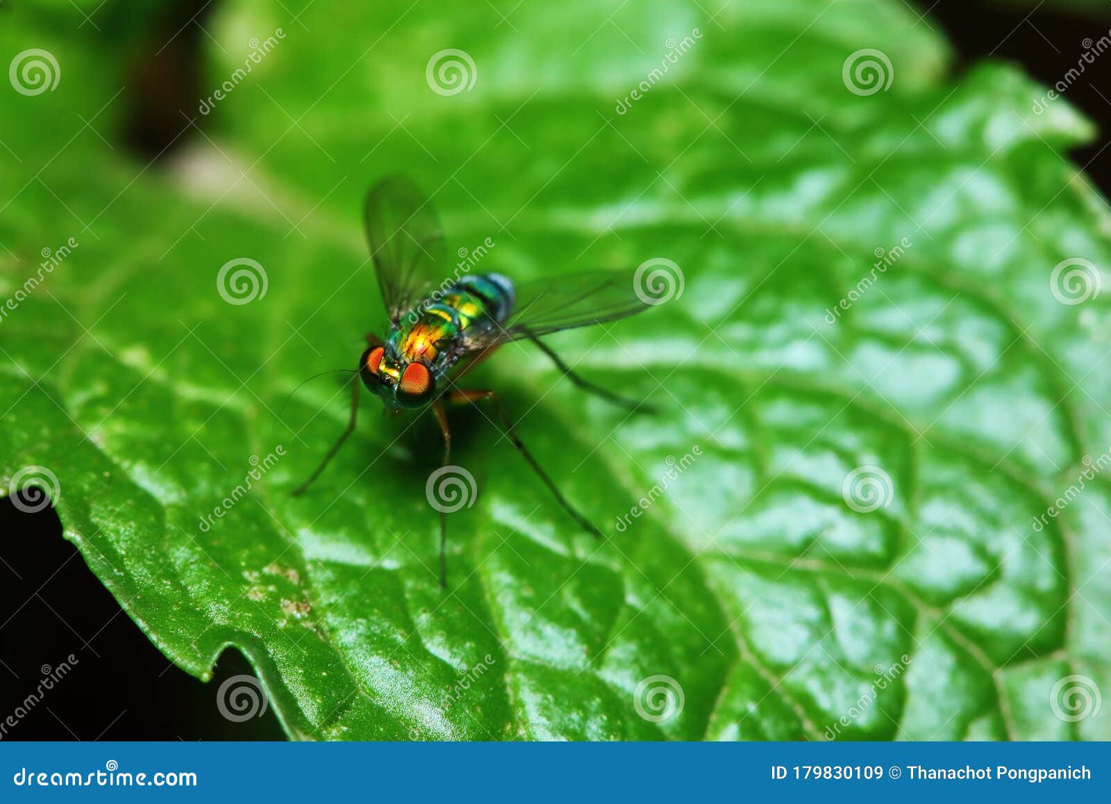 Small Fly Insects in Macro Photography on Background Stock Image ...