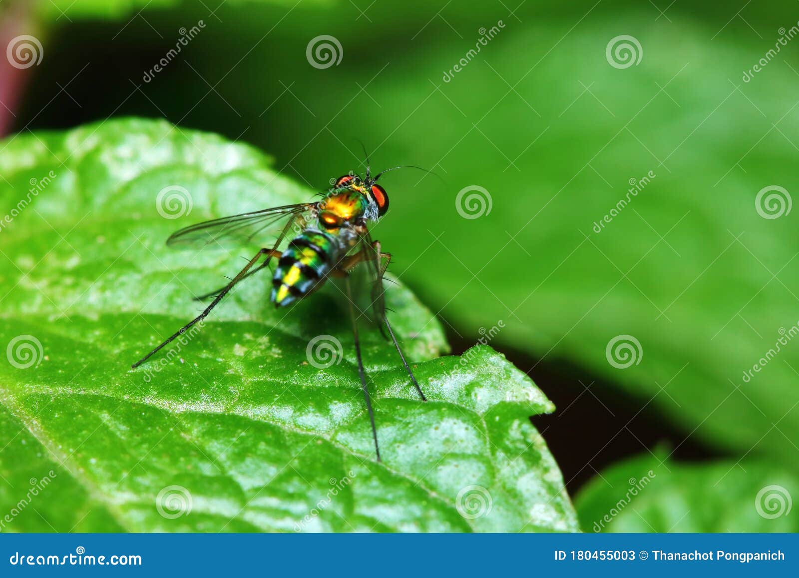 Small Fly Insects in Macro Photography on Background Stock Image ...