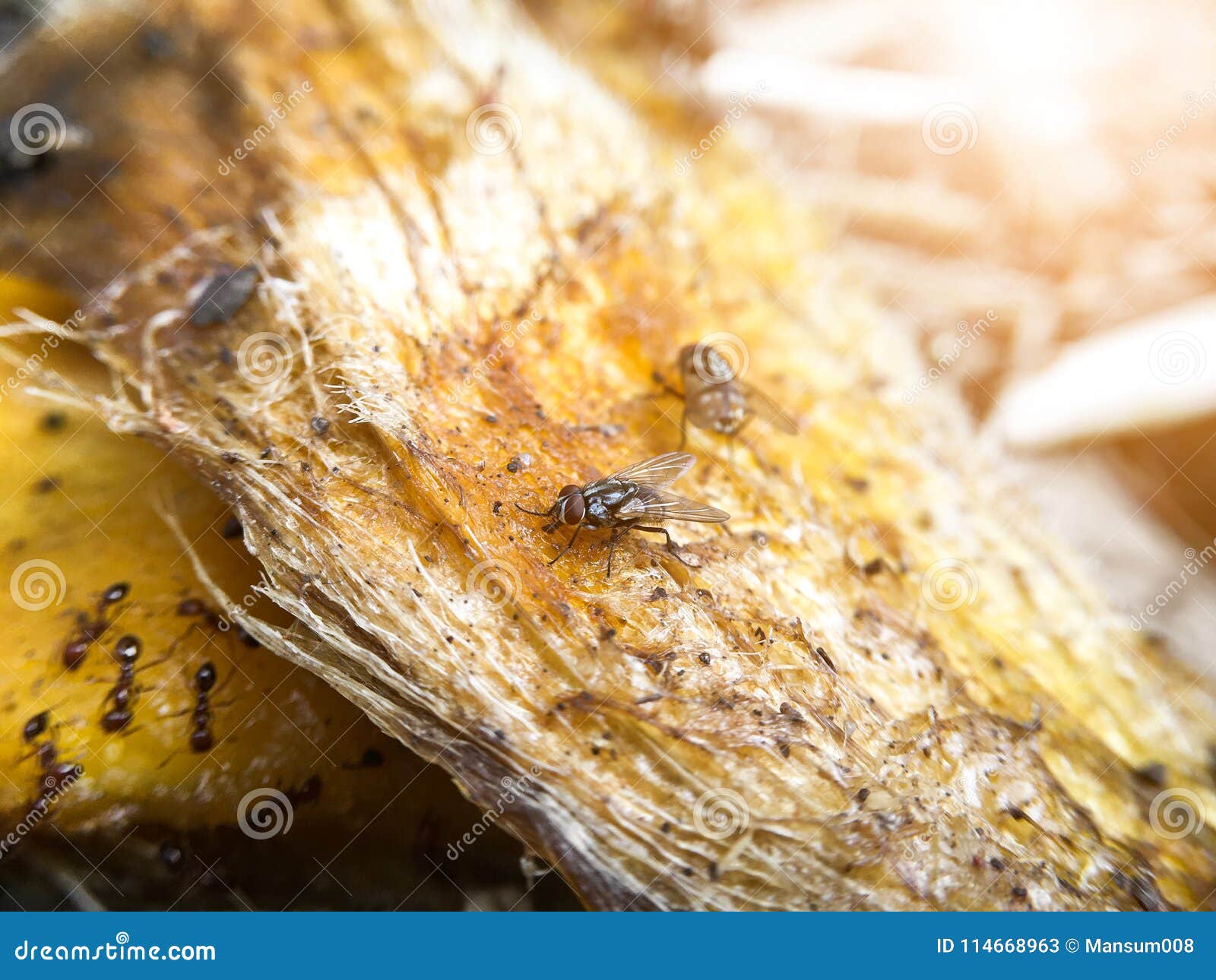 Small fly on mango seed stock image. Image of nature - 114668963