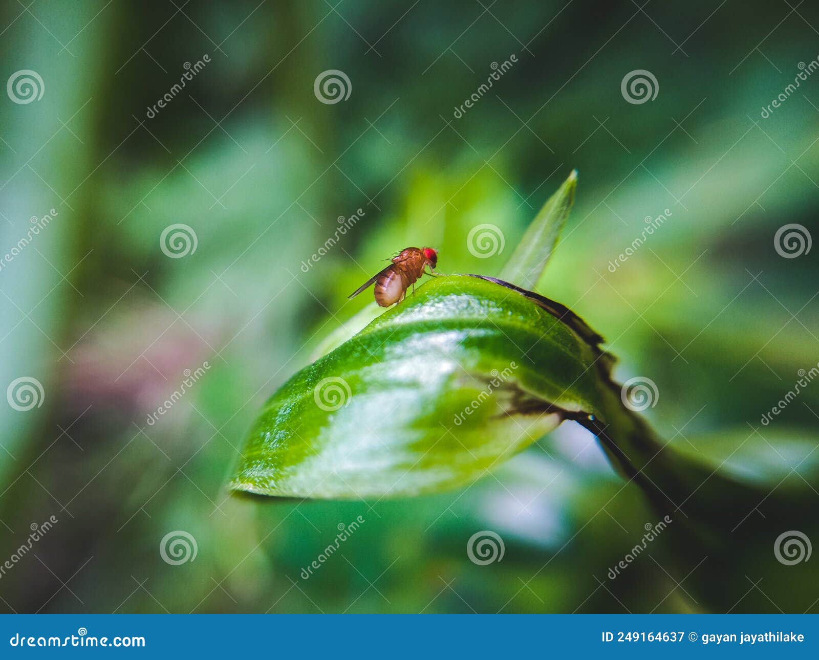 Small fly on tree leave stock image. Image of flying - 249164637