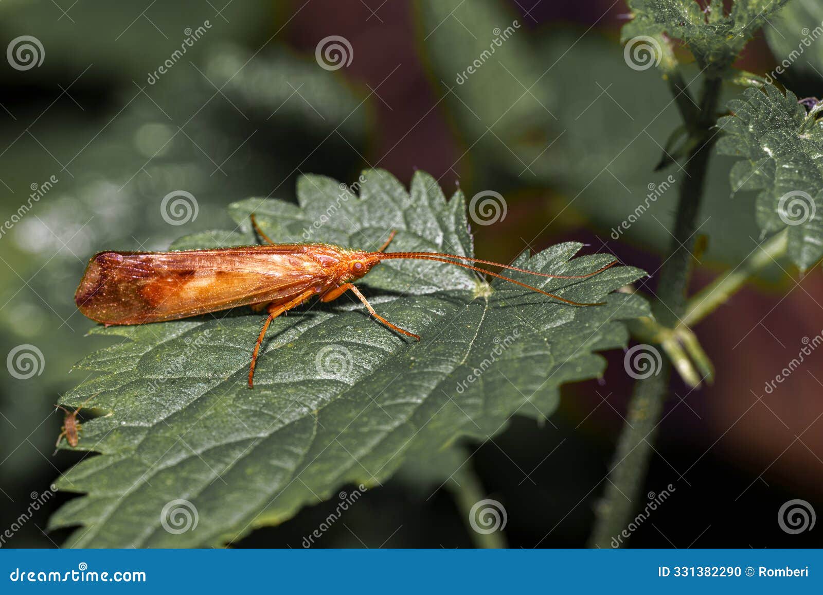 A Small Flying Brown Beetle on a Green Leaf Stock Photo - Image of ...