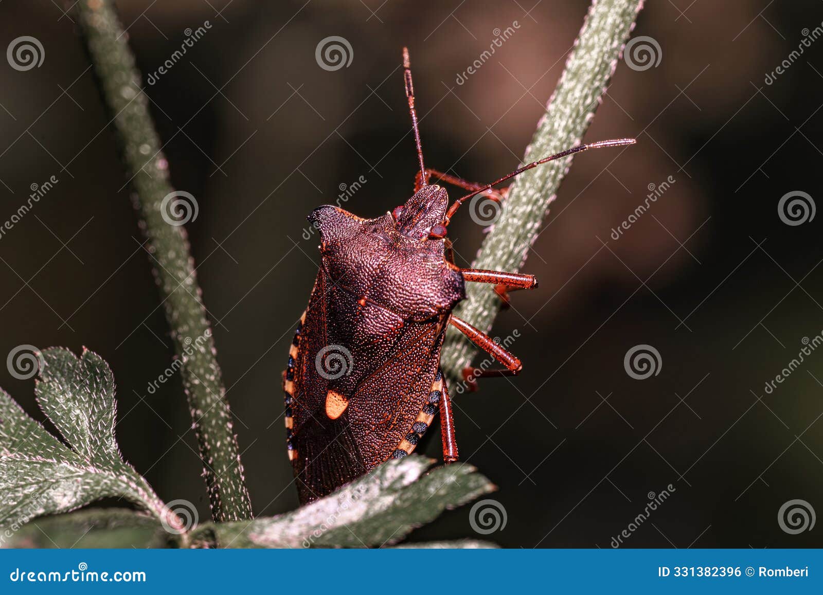 The Small Flying Fox, Island Flying Fox Or Variable Flying Fox Pteropus ...