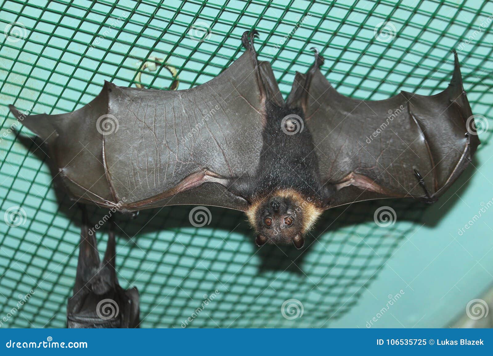 The Small Flying Fox, Island Flying Fox Or Variable Flying Fox Pteropus ...