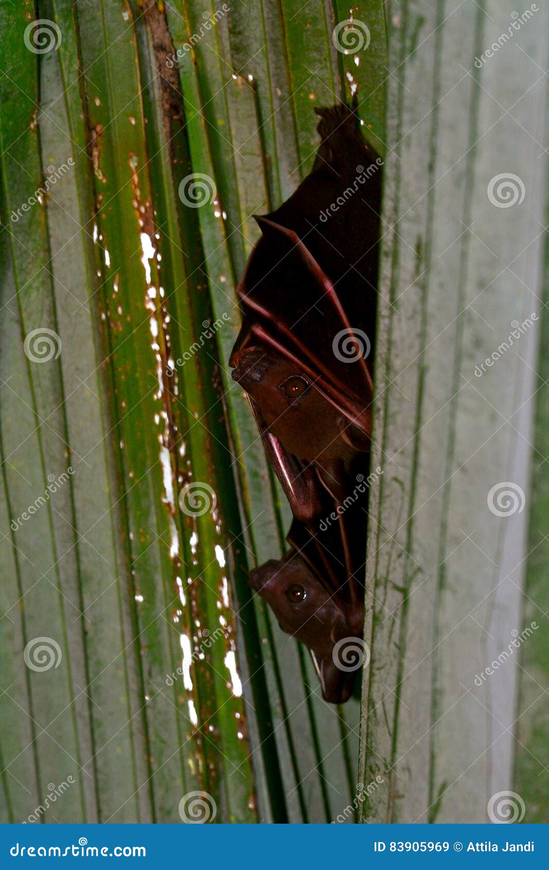 The Small Flying Fox, Island Flying Fox Or Variable Flying Fox Pteropus ...