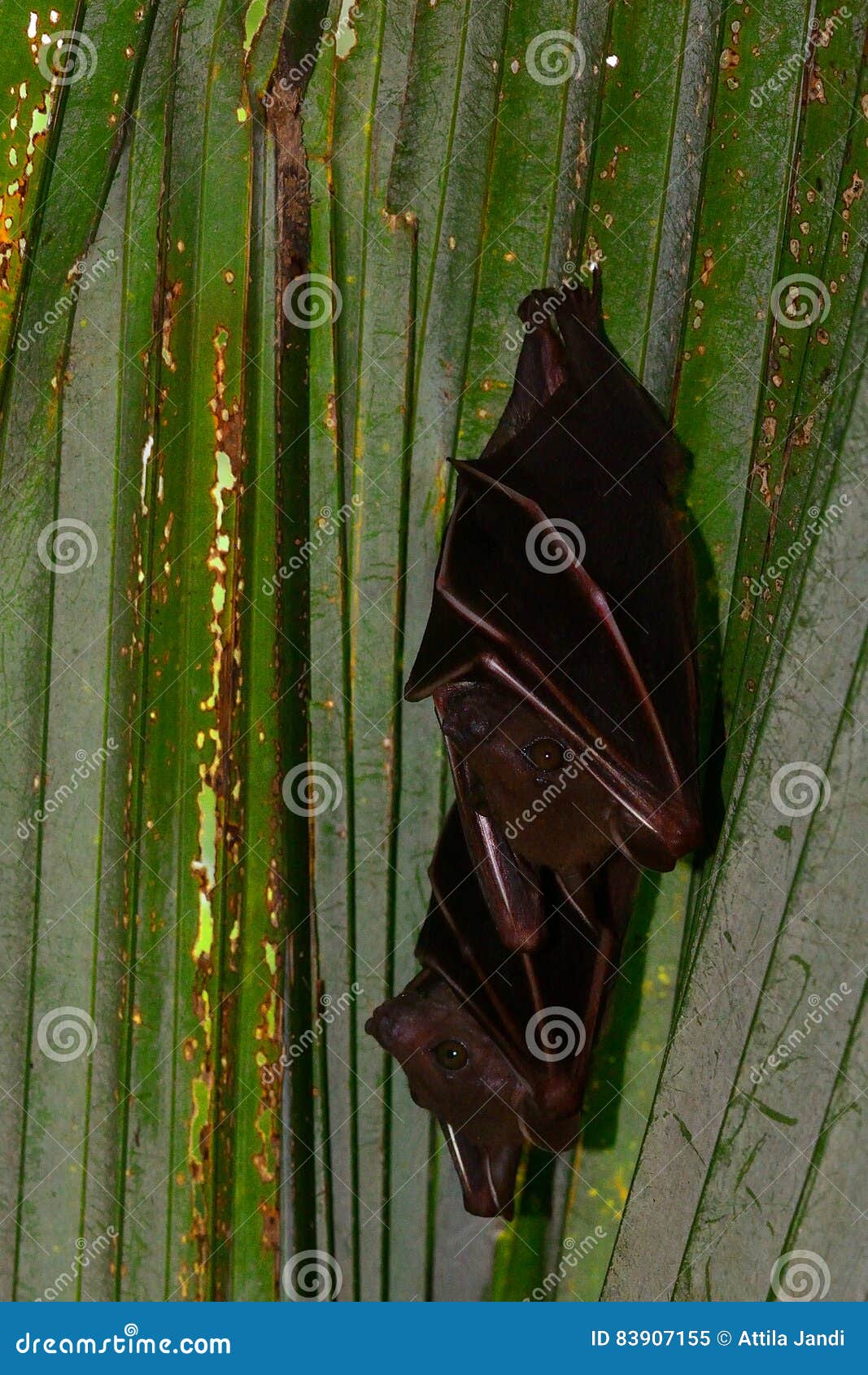 The Small Flying Fox, Island Flying Fox Or Variable Flying Fox Pteropus ...