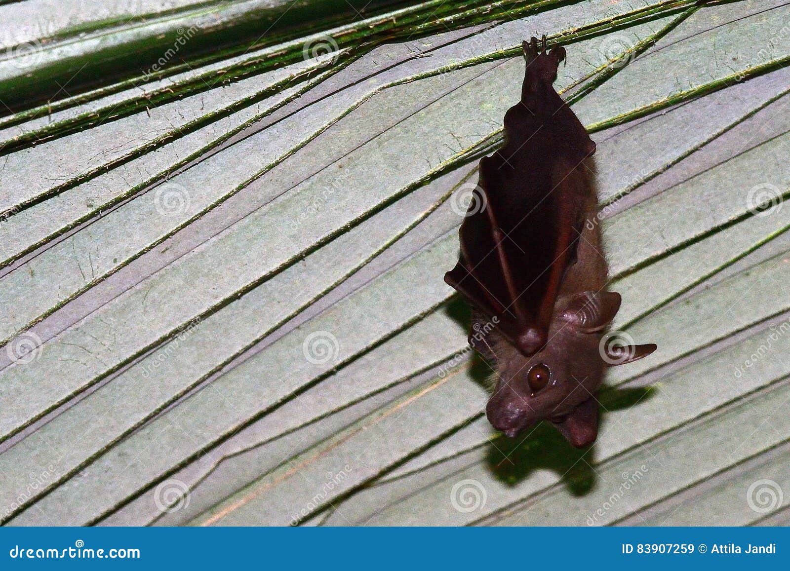 Small Flying Foxes, Penang, Malaysia Stock Image - Image of predator ...
