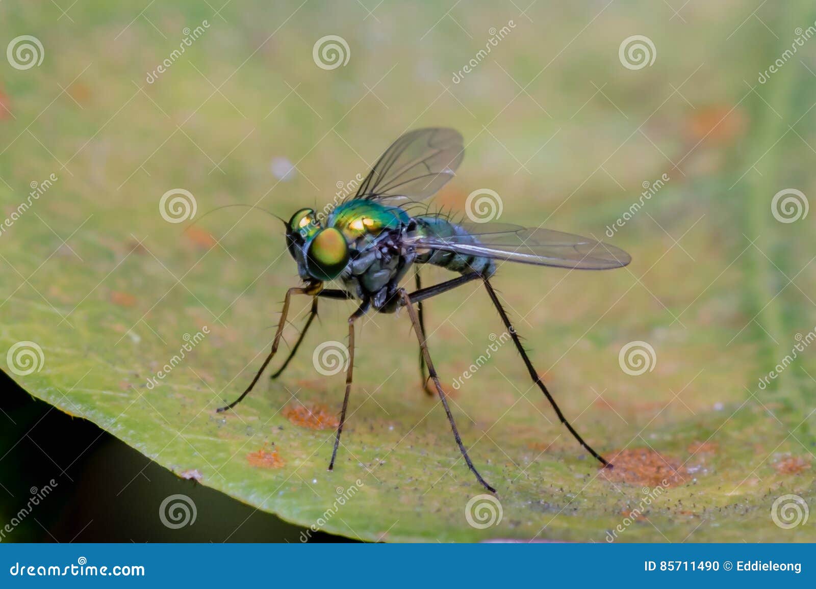 Small Flying Insect stock photo. Image of summer, entomology - 85711490