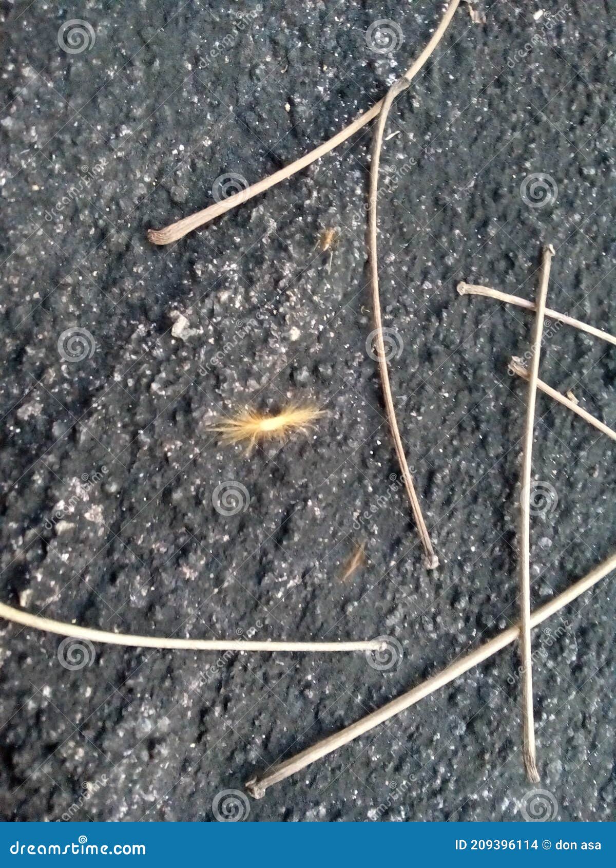 Small Flying Seeds are on a Rock Stock Photo - Image of flooring ...